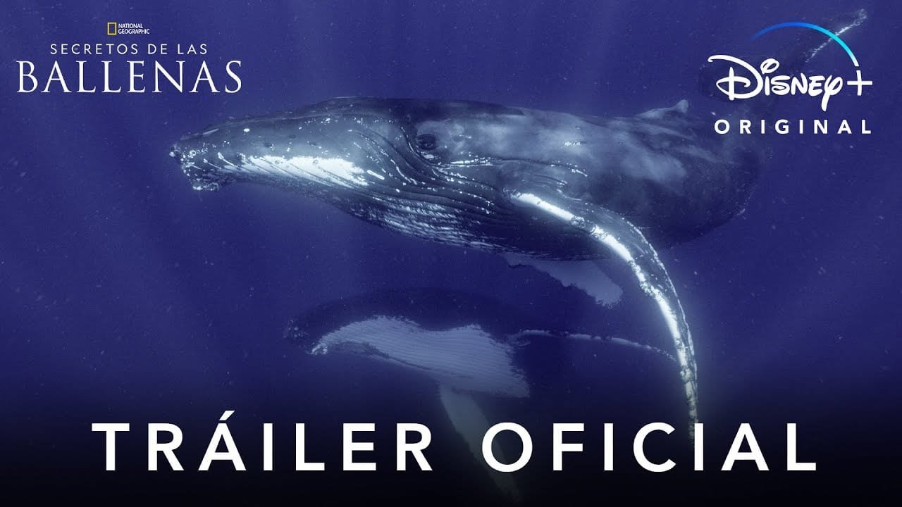 Disney+ revela el mundo de las ballenas en el tráiler de su serie ... Disney+ revela el mundo de las ballenas en el tráiler de su serie ...